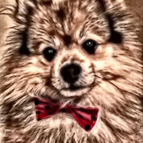 Interview with Copper Paw Designs-Meow! | Art World Expo